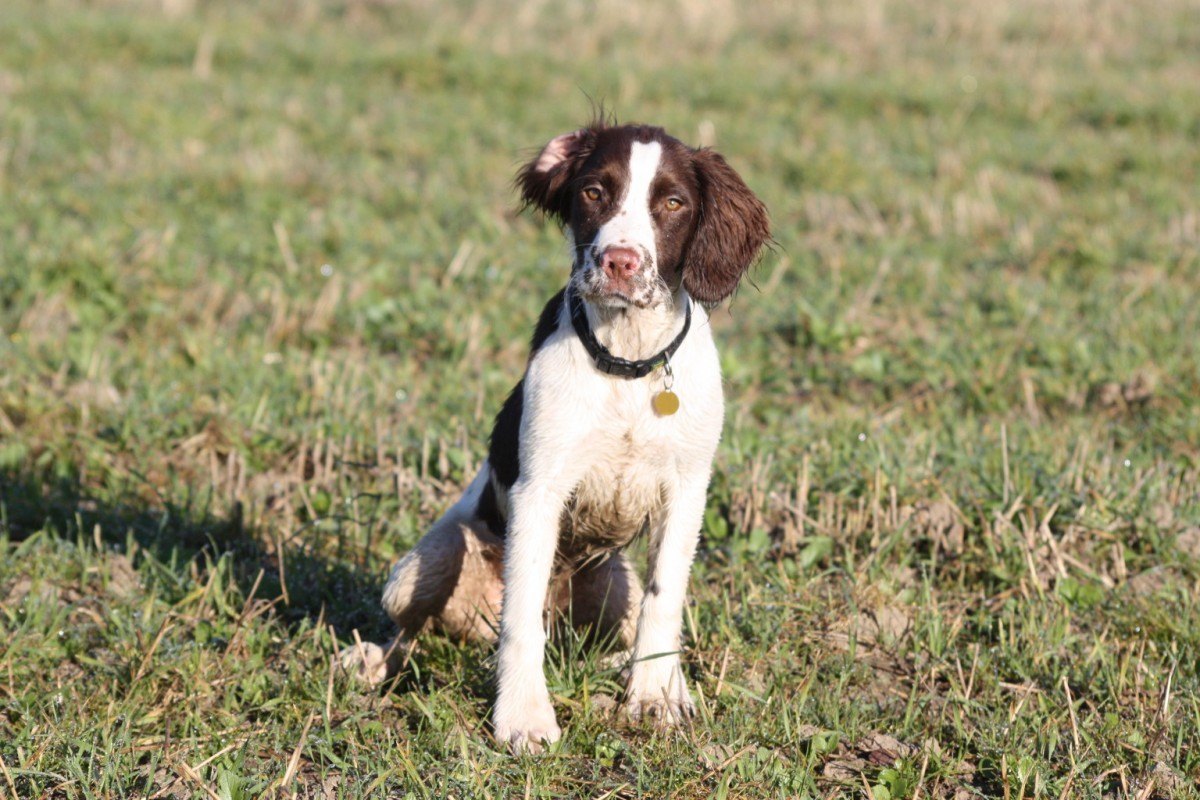 Første jagthund - Jægernes Magasin
