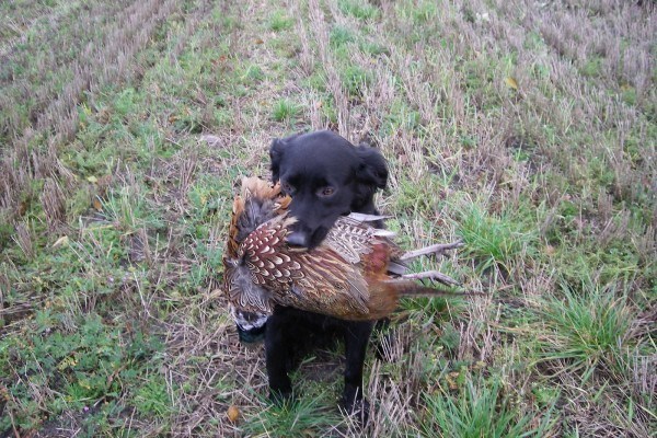 Den stående jagthund - Jagthunde - Jægernes Magasin