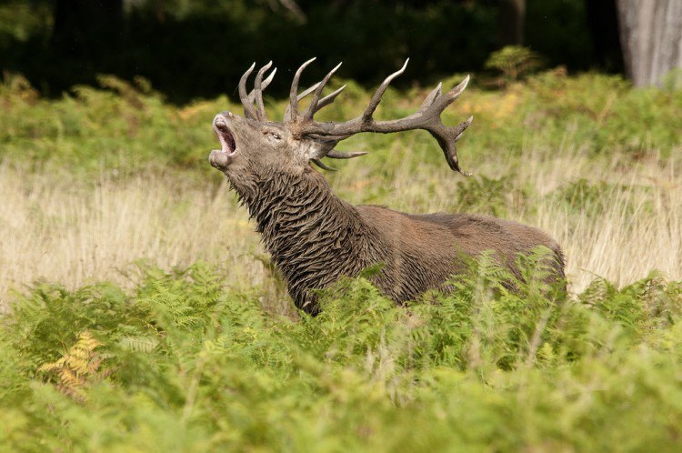 Det er ikke de rigtige krondyr der skydes på Djursland