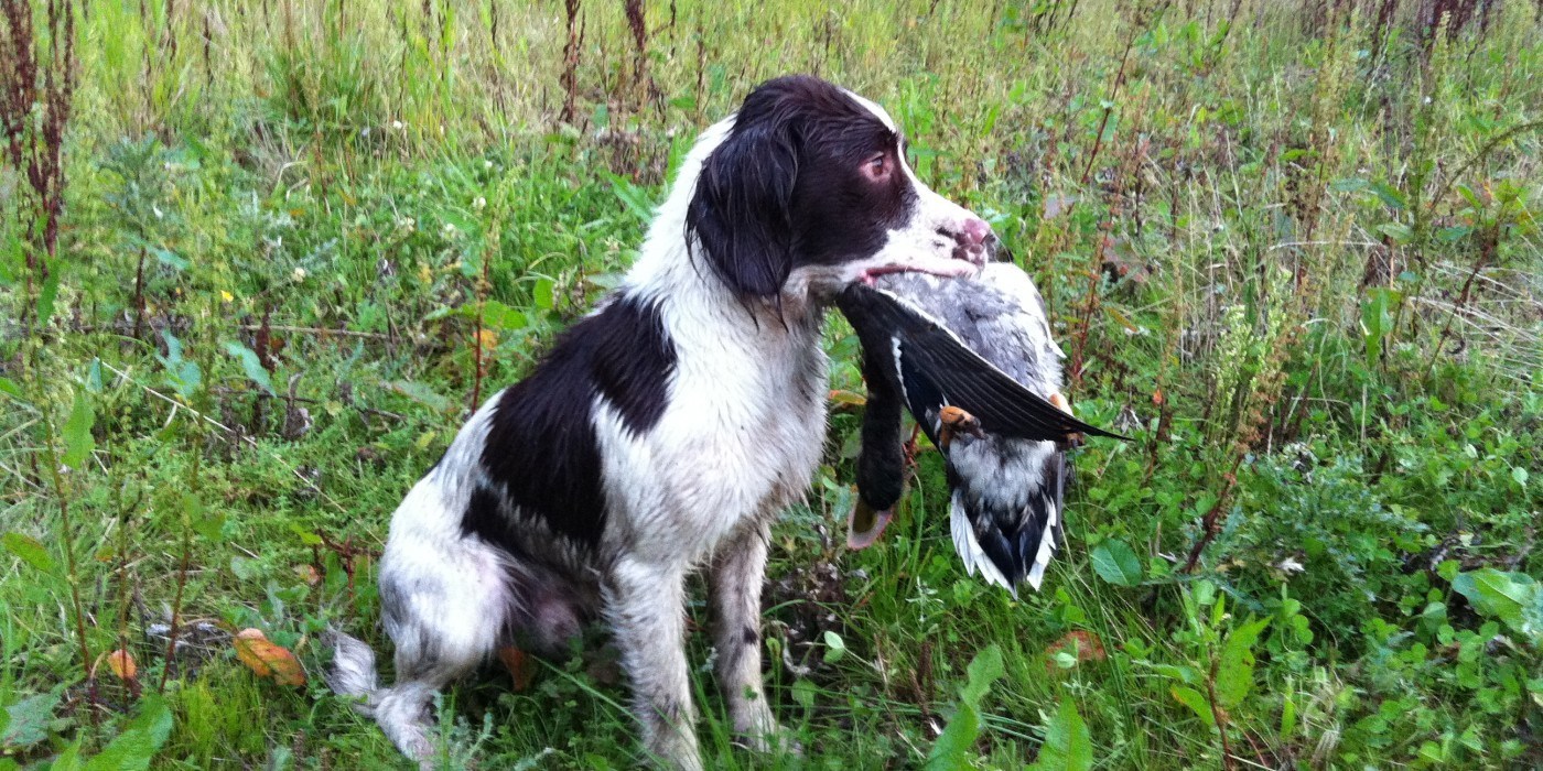 Den stående jagthund - Jagthunde - Jægernes Magasin