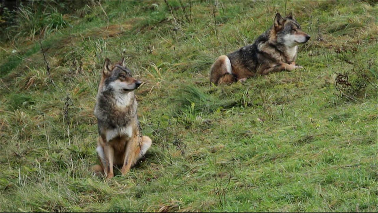 Er ulven tilbage i Favrskov